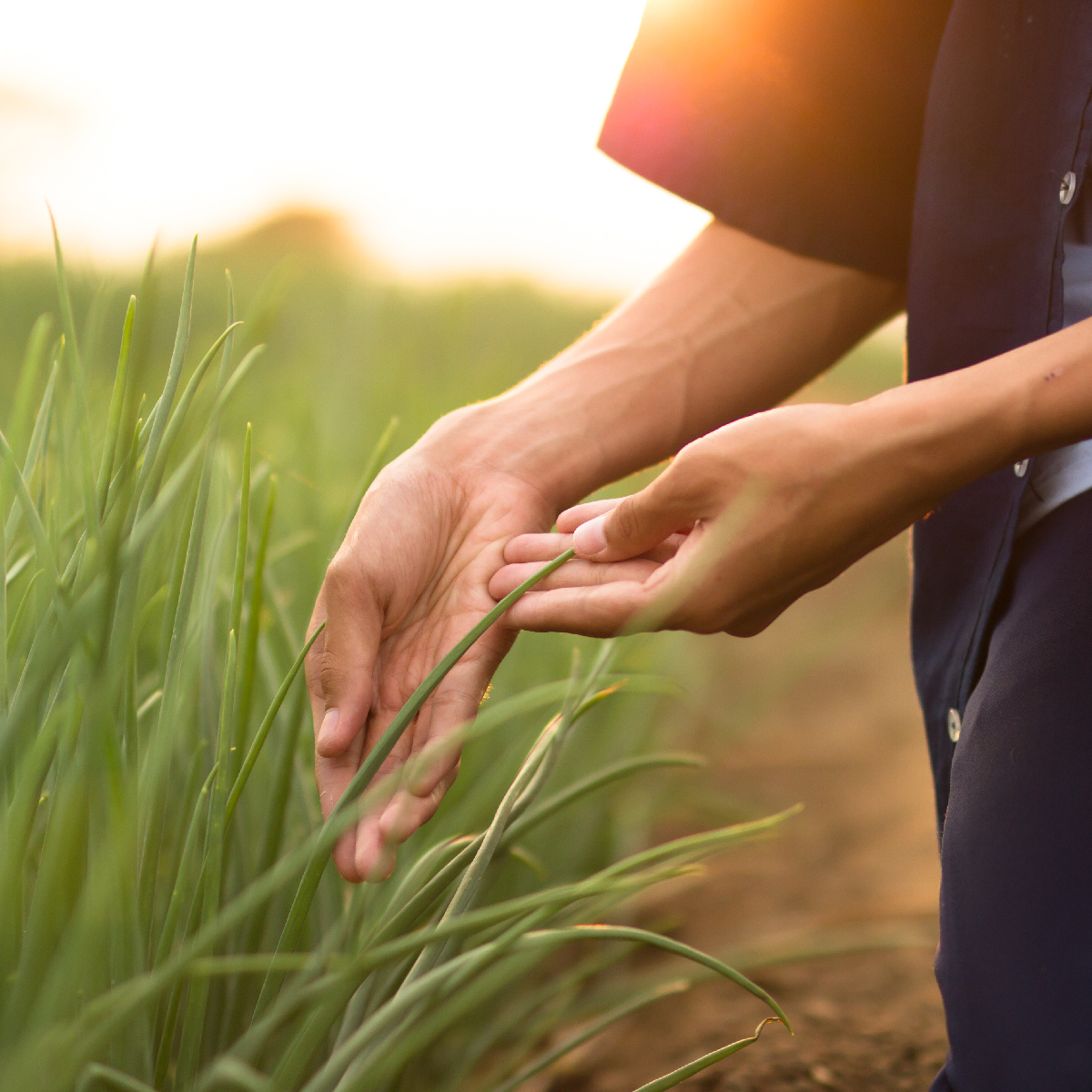 Precision Profits with Haifa Group's CRF Solutions: Boosting Yields ...