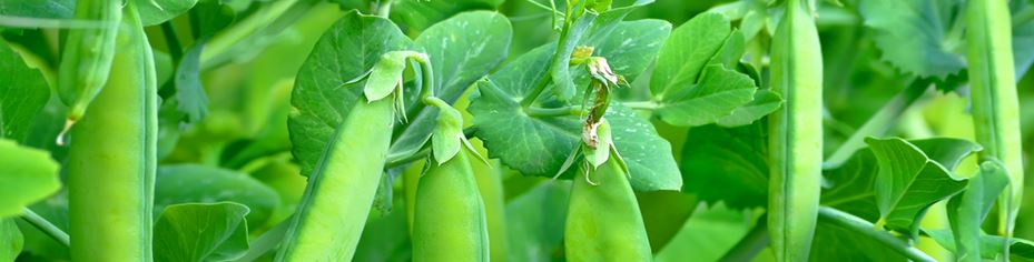 Peas Fertilizer & Nutrient Deficiencies - Haifa Group