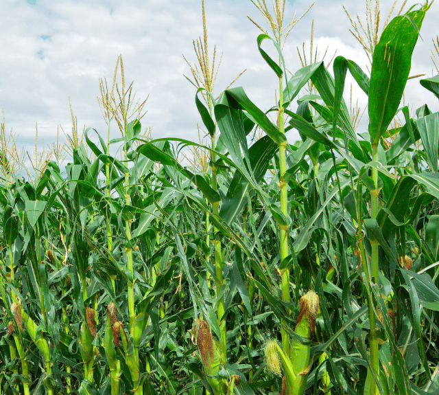 Corn/Maize Fertilizers & Crop Guide | Haifa Group