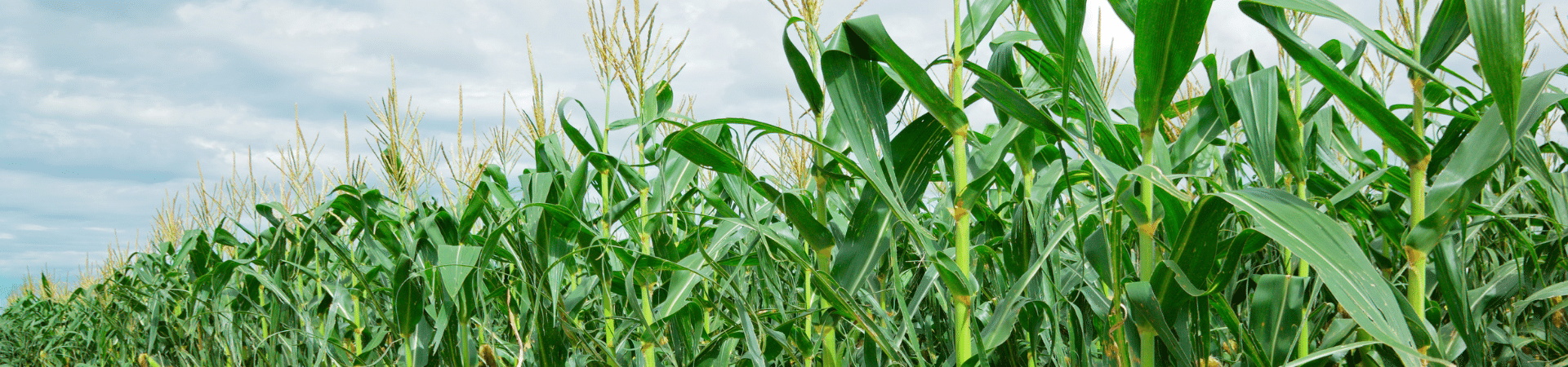 Corn/Maize Fertilizers & Crop Guide | Haifa Group