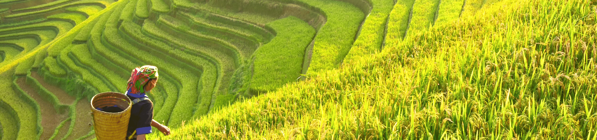 Poly-Feed Foliar - Poly-Rice Water-Soluble NPK Fertilizer