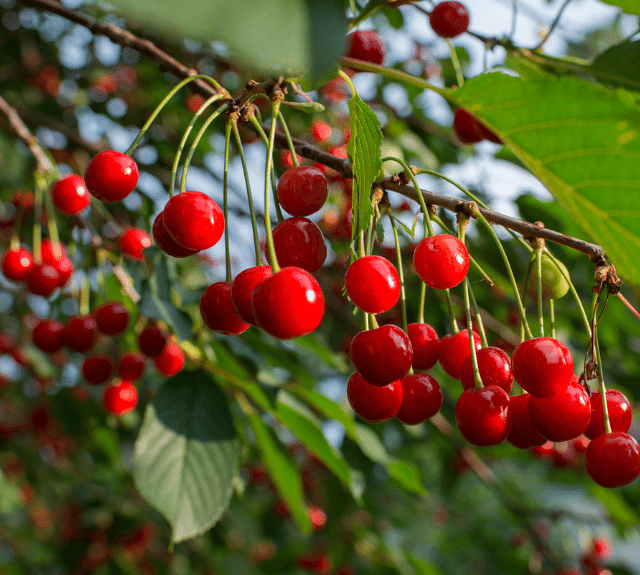 Cherry Tree Fertilizer - Haifa Group