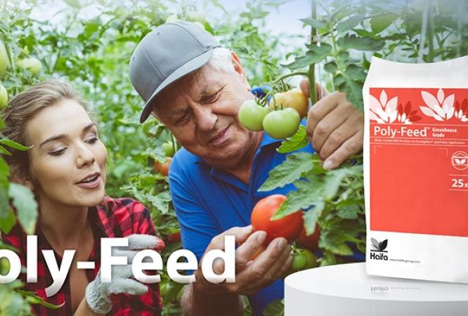 Poly-Feed Foliar Poly-Wheat Wate soluble fertilizers - Haifa Group