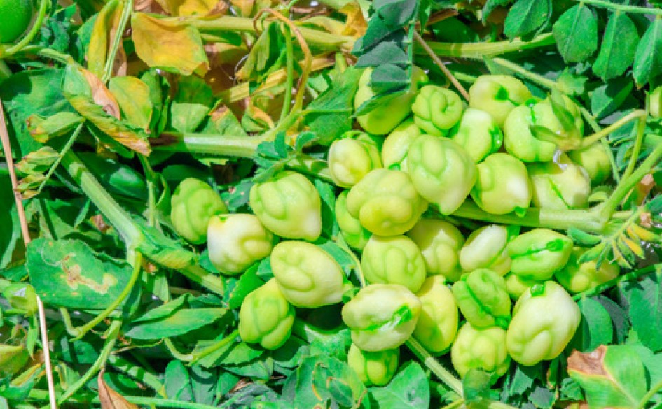 Chickpea crop requirements | Haifa Group