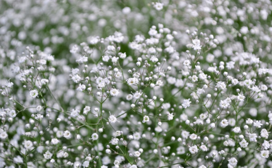 Growing gypsophila with Haifa fertilizers - Haifa Group