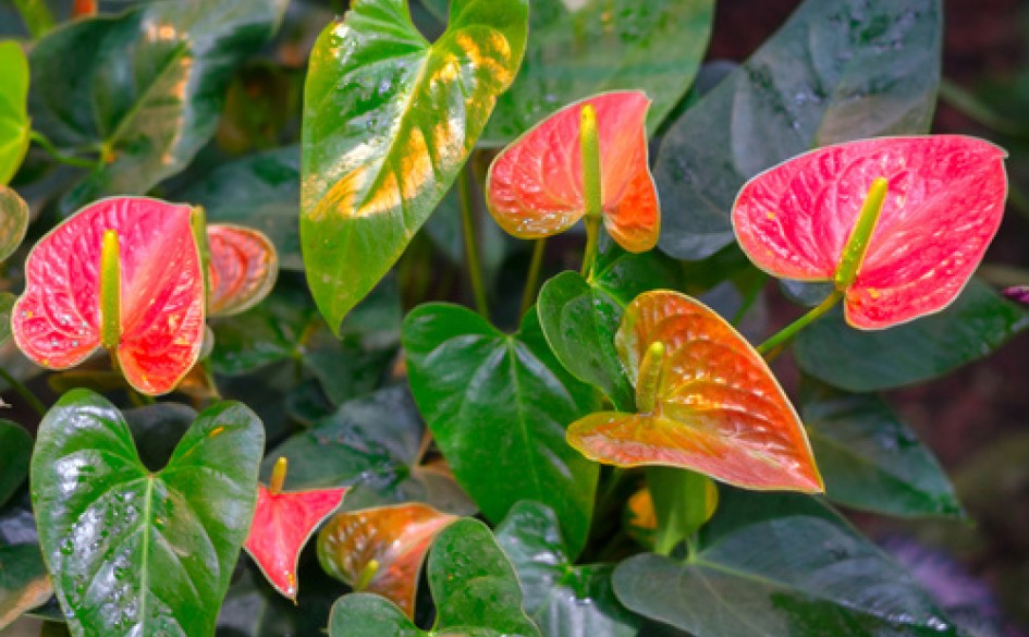 Fertigation and growing media for production of anthurium cut flower