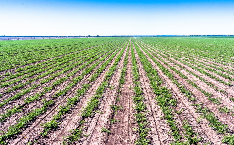 Chickpea Production Guide | Haifa Group