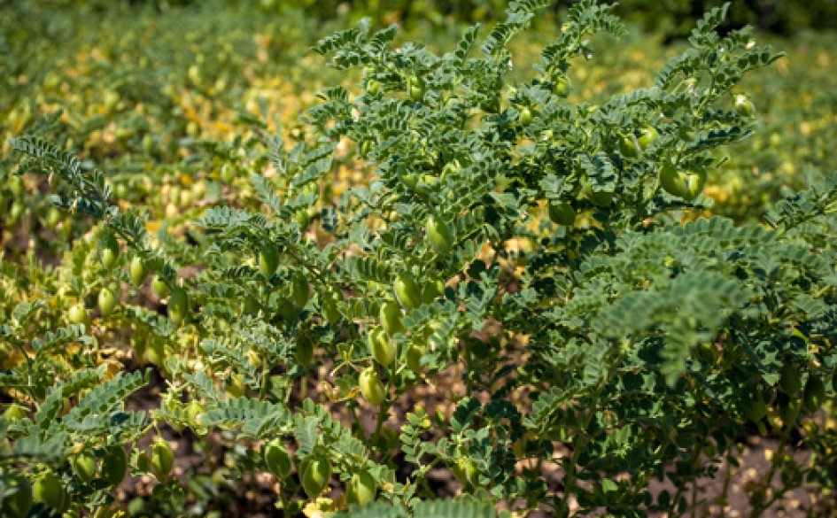 Growing Chickpea in the Northern Great Plains | Haifa Group