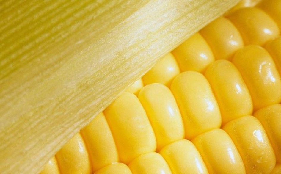 Poly-Feed™ Nutrition Program for Maize - Corn | Haifa Group