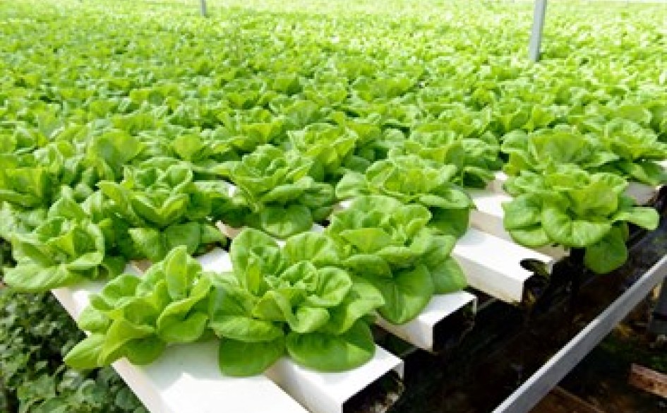 Using the right fertilizers in order to provide the sugar cane ...