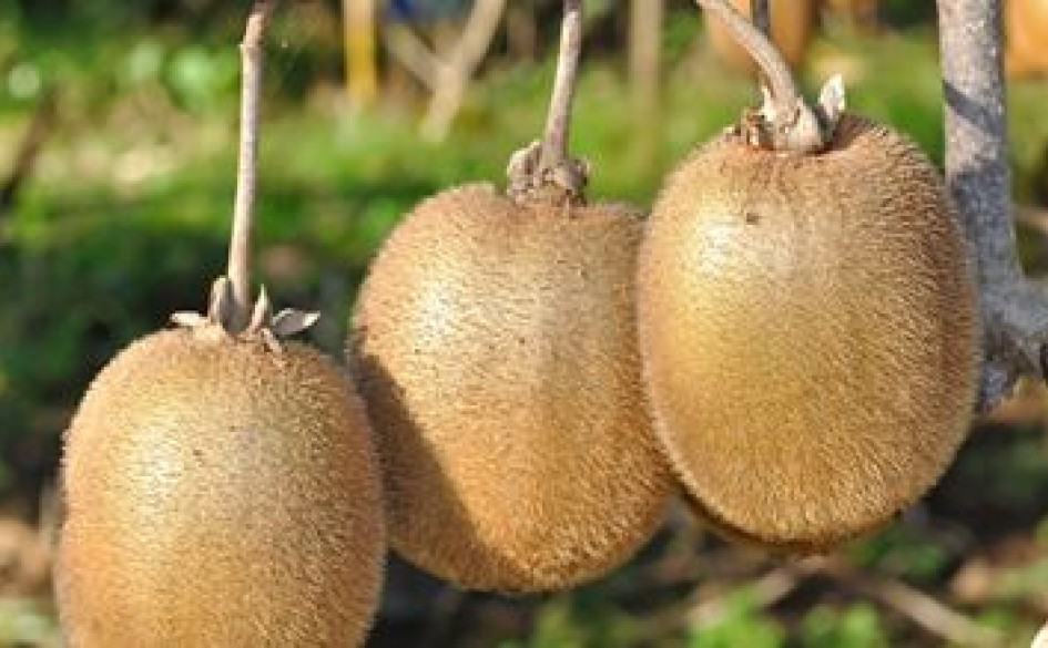 Haifa Recommendations for fertilization of kiwi | Haifa Group