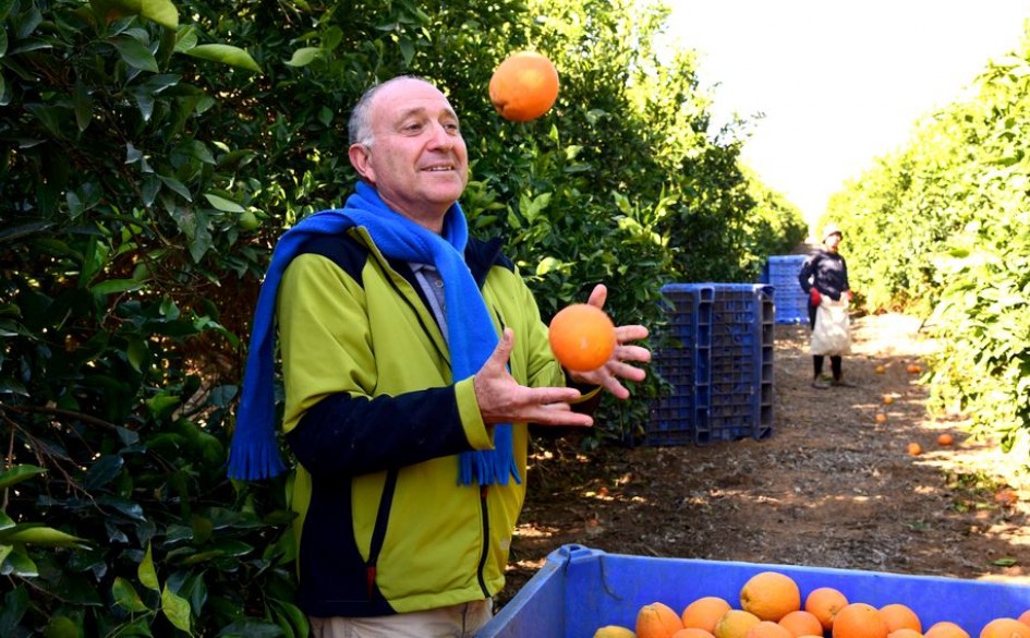 Crop Guide: Citrus Tree Fertilizer Recommendations | Haifa Group