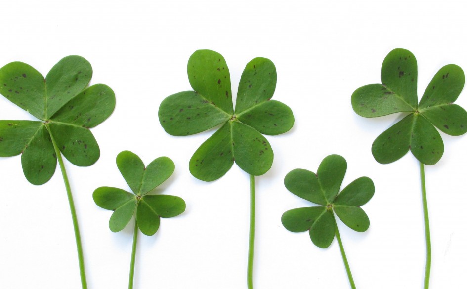 White Clover | Haifa Group