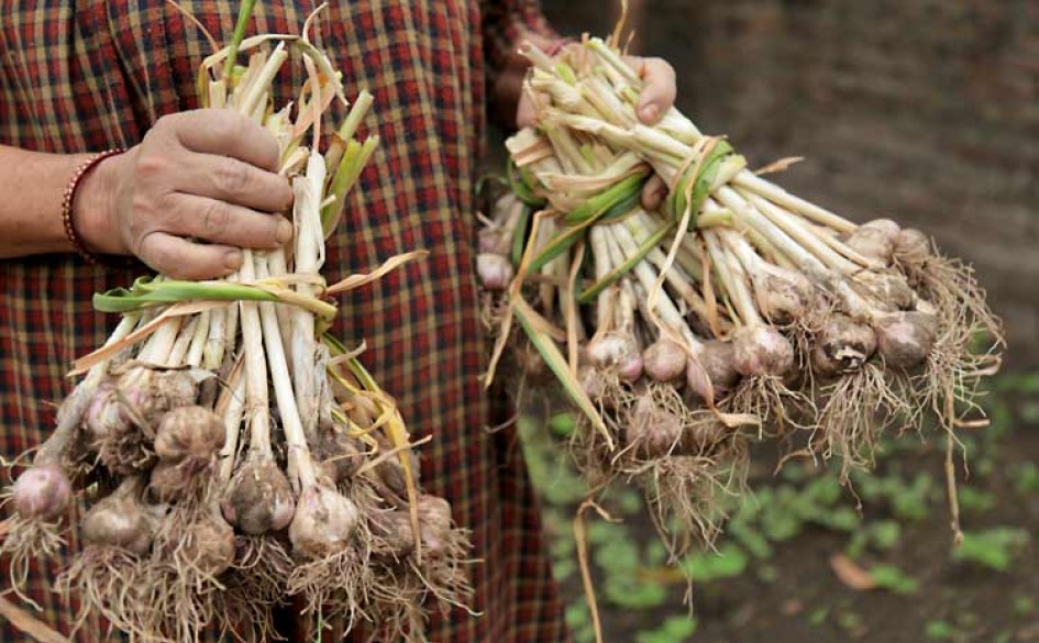 Diagnosing nutrient needs of garlic | Haifa Group