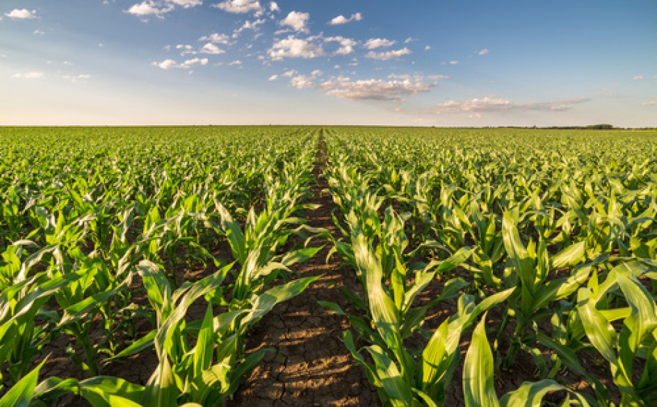 How to increase Maize yield in Mexico | Haifa Group