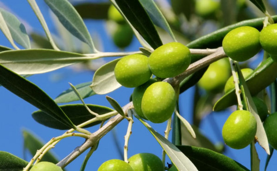 Multi-K GG - Potassium Nitrate Fertilizer - Haifa Group