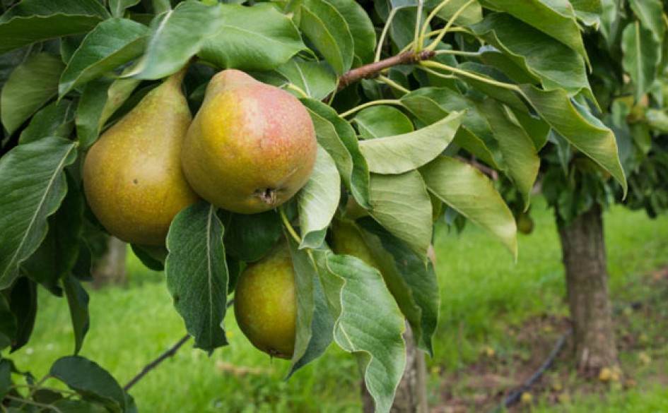 Poly-Feed™ Nutrition Program for pear | Haifa Group