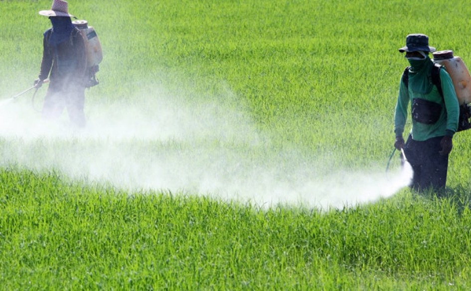 Summer grown rice in the Philippines | Haifa Group