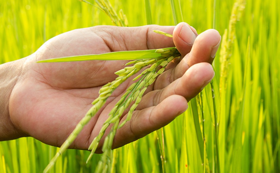 Foliar fertilization of rice | Haifa Group