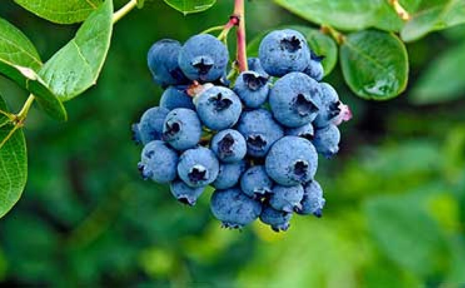 Haifa's Recommendations for Fertilization of Blueberries | Haifa Group