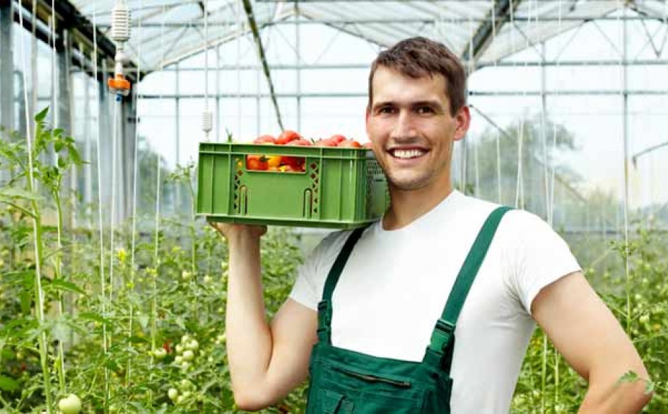 Tomato crop guide – Haifa Group