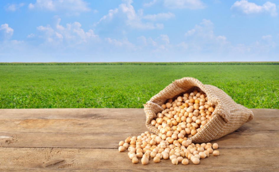 Chickpea crop requirements | Haifa Group