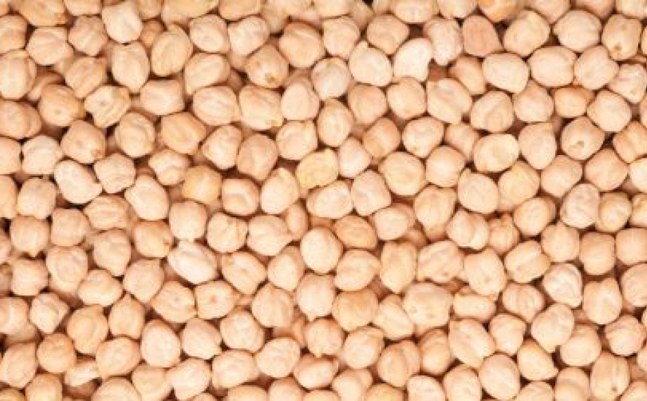 Seeding Tips for Chickpeas | Haifa Group