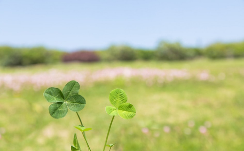 Managing Clover | Haifa Group