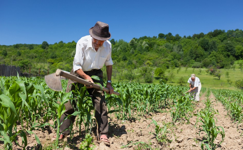How to increase Maize yield in Mexico | Haifa Group