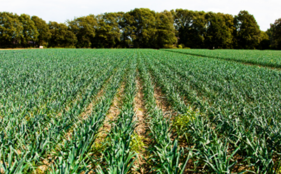 Diagnosing nutrient needs of garlic | Haifa Group