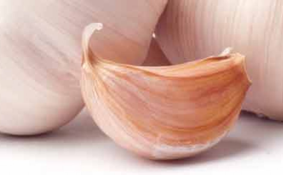 Growing Garlic | Haifa Group