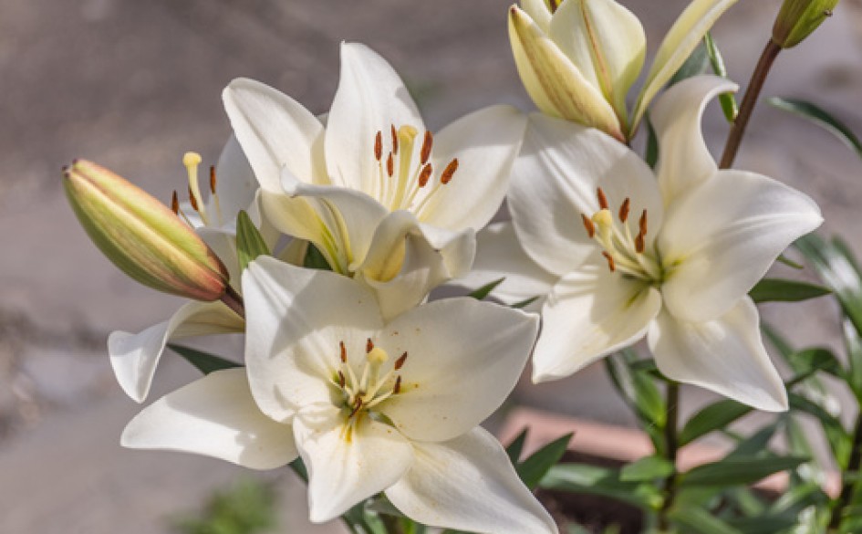 Lilium hybrids - Haifa Group