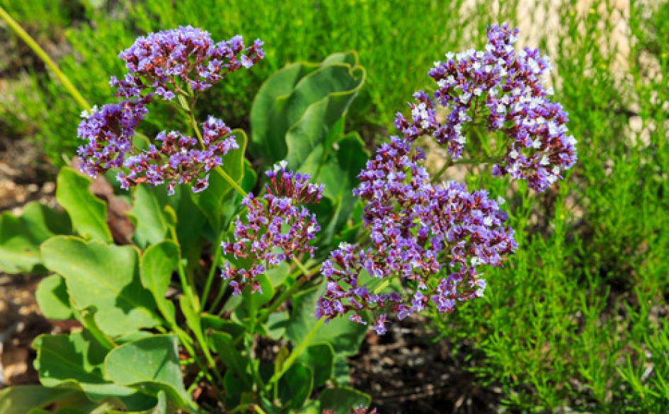 Limonium perennial varieties | Haifa Group