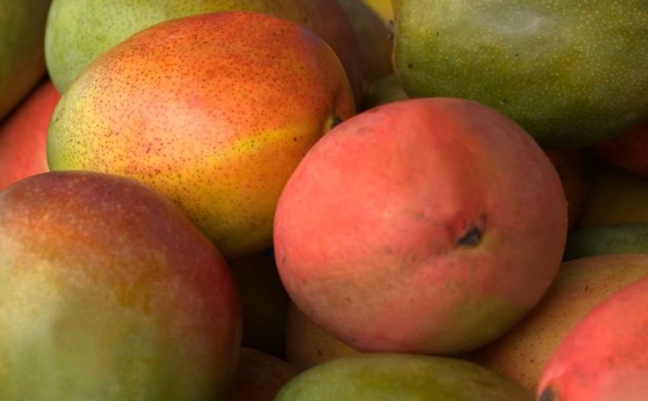 Flowering induction in mango | Haifa Group