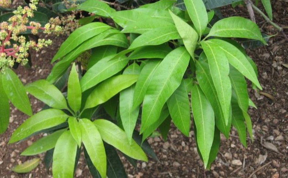 Mango tree fertilizer | Haifa Group