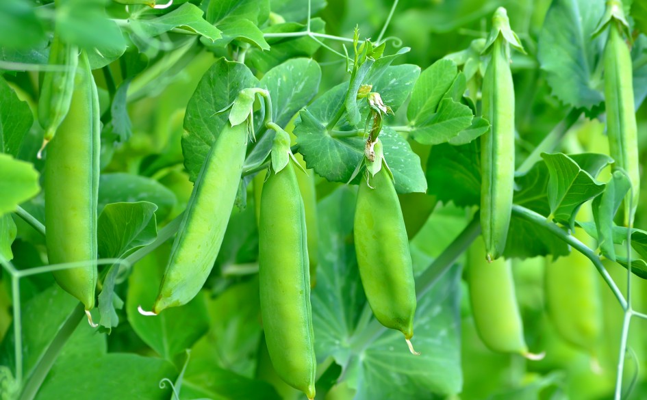 Spring Peas | Haifa Group