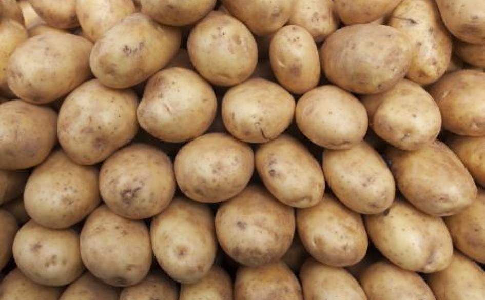 Potato guide: fertilization recommendations | Haifa Group