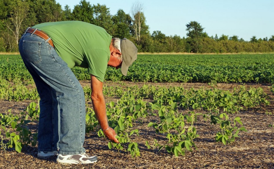 Fertilizer for Soybean - Haifa Group