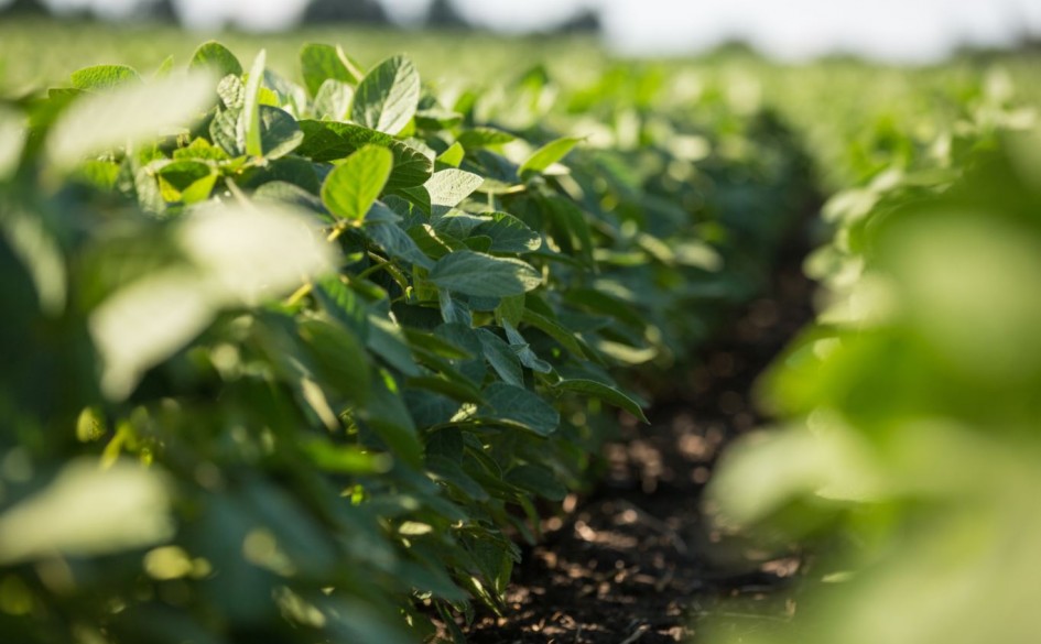 Fertilizer for Soybean - Haifa Group