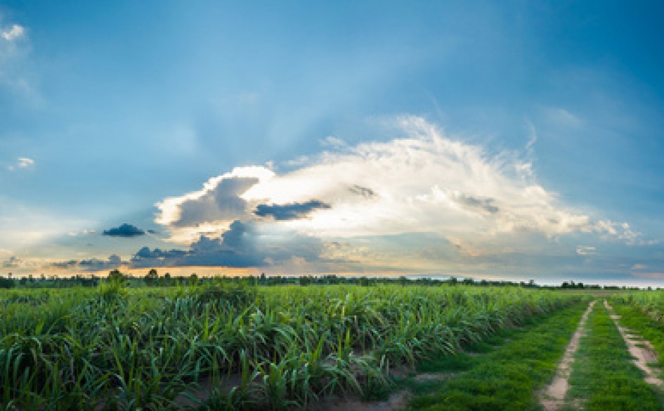 Good agricultural practices for sugar cane | Haifa Group