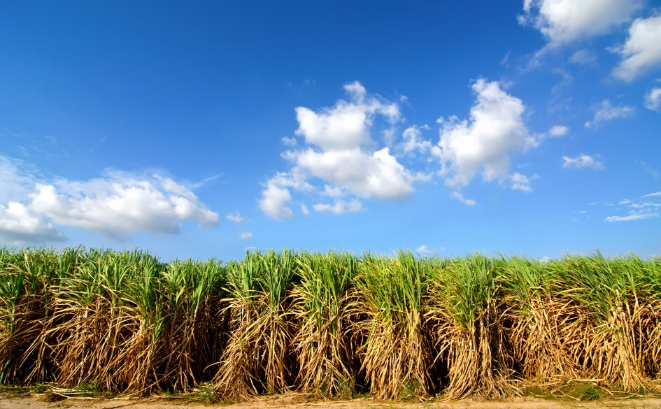 Using the right fertilizers in order to provide the sugar cane ...