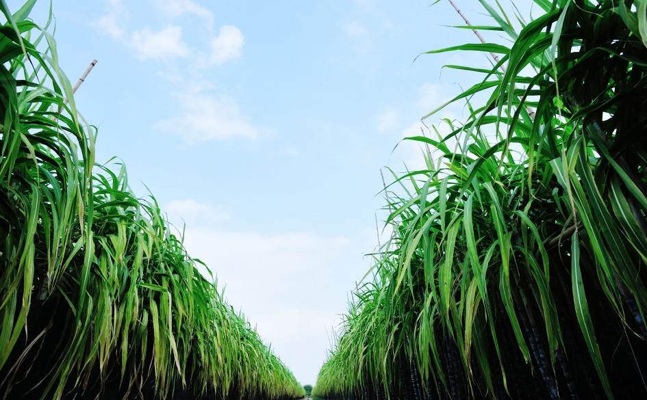 Using the right fertilizers in order to provide the sugar cane ...