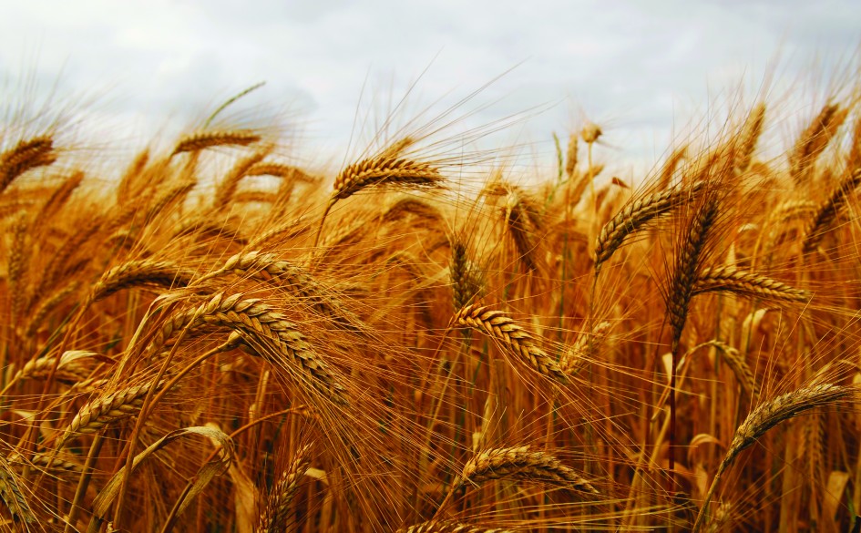 Poly-Feed increased wheat yield in Brazil | Haifa Group