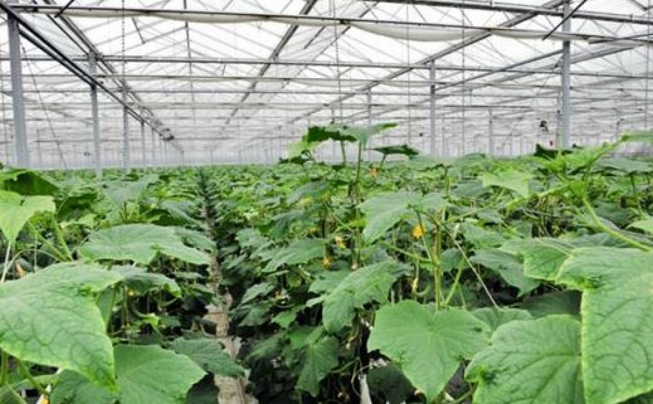 Haifa BitterMag™ - Haifa Group