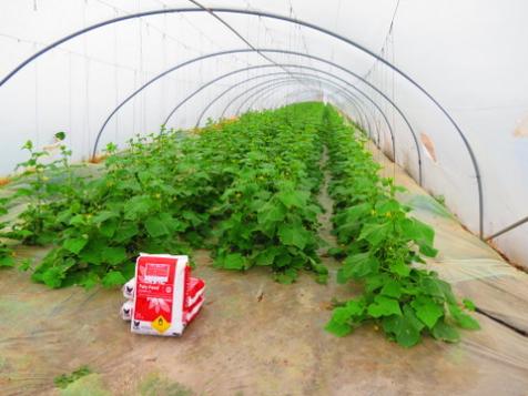 Poly-Feed GG – Water soluble fertilizer - Haifa Group