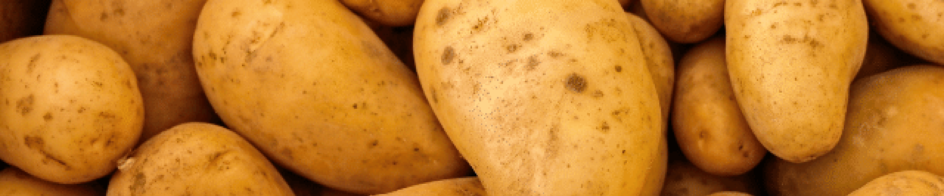 Potato Fertilizer - Haifa Group