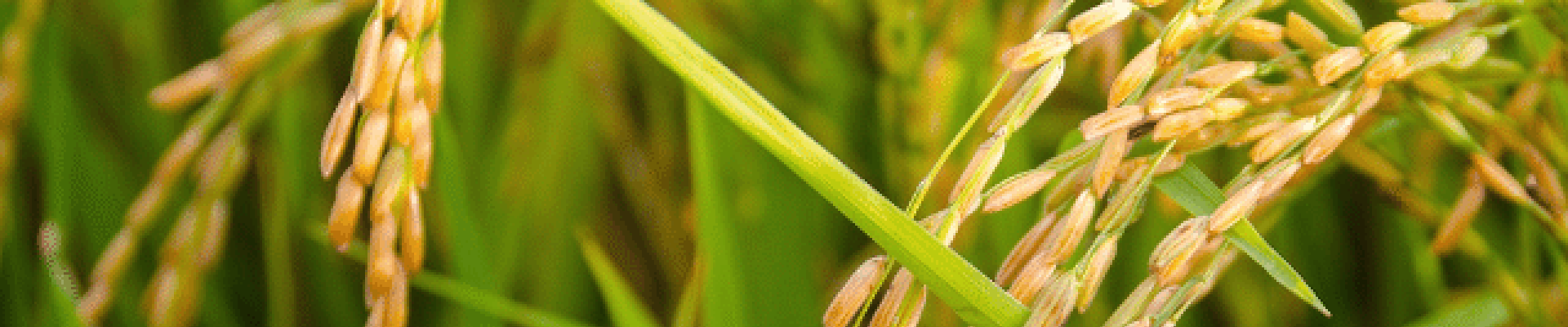 Rice Fertilizer & Crop Guide - Haifa Group