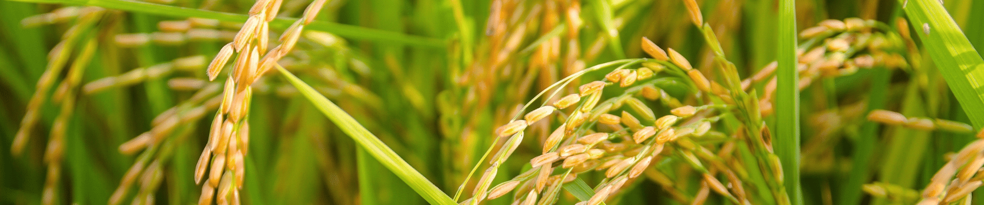 Rice Fertilizer & Crop Guide - Haifa Group